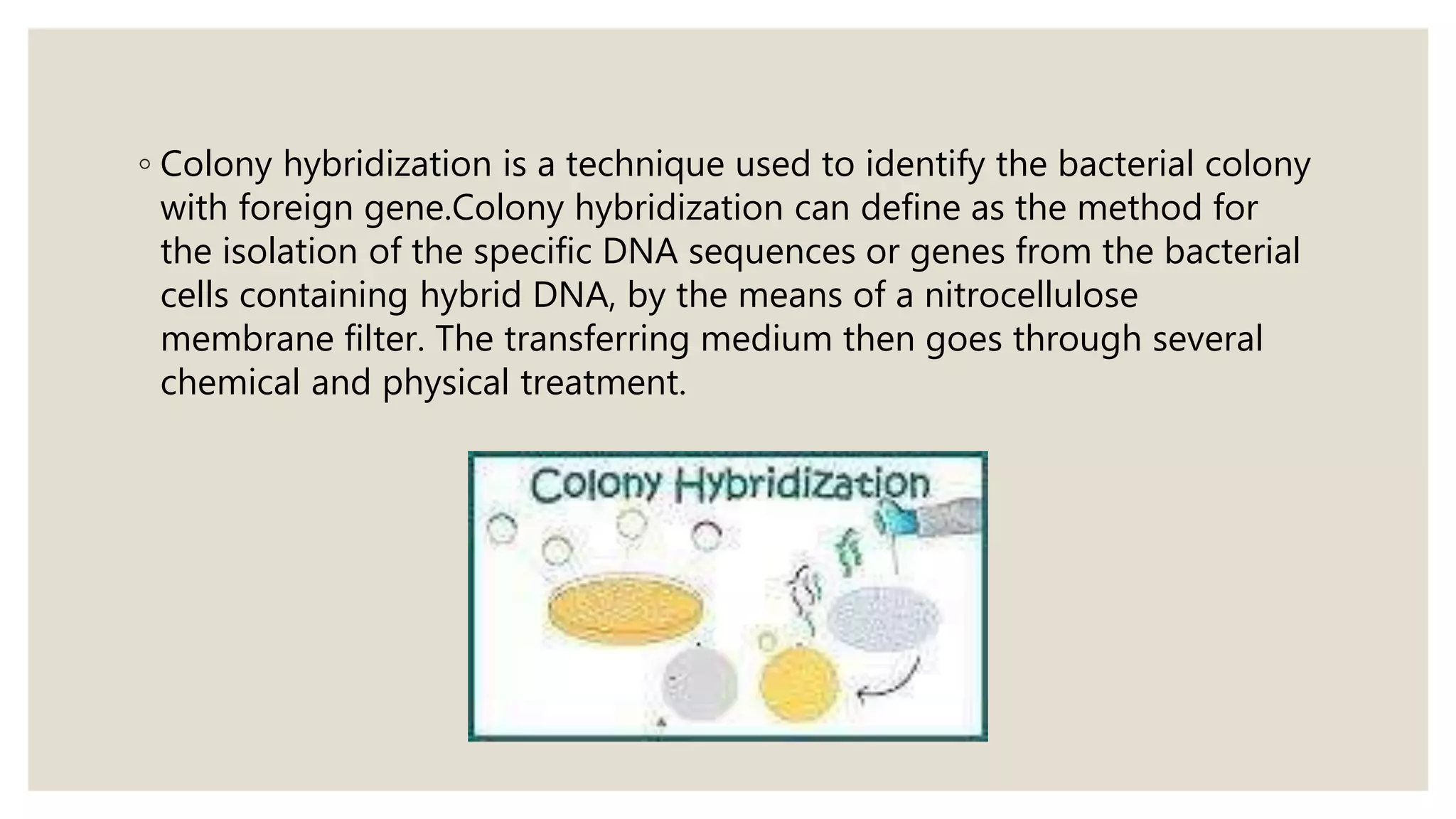 Colony hybridization technique | PPTX