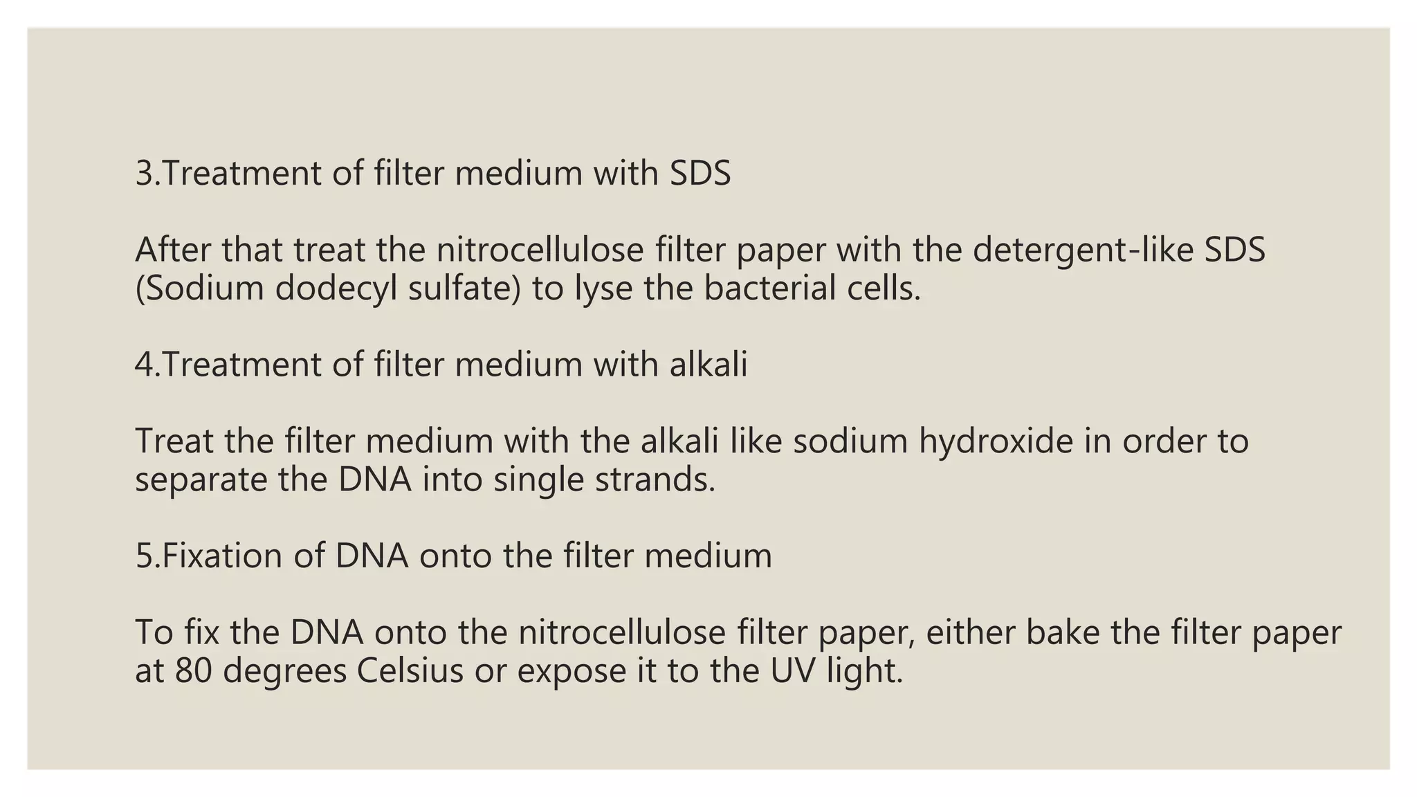 Colony hybridization technique | PPTX