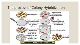 Colony hybridization technique | PPTX