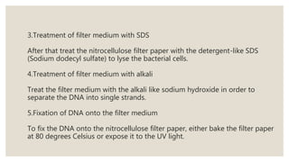 Colony hybridization technique | PPTX