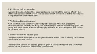 Colony hybridization technique | PPTX