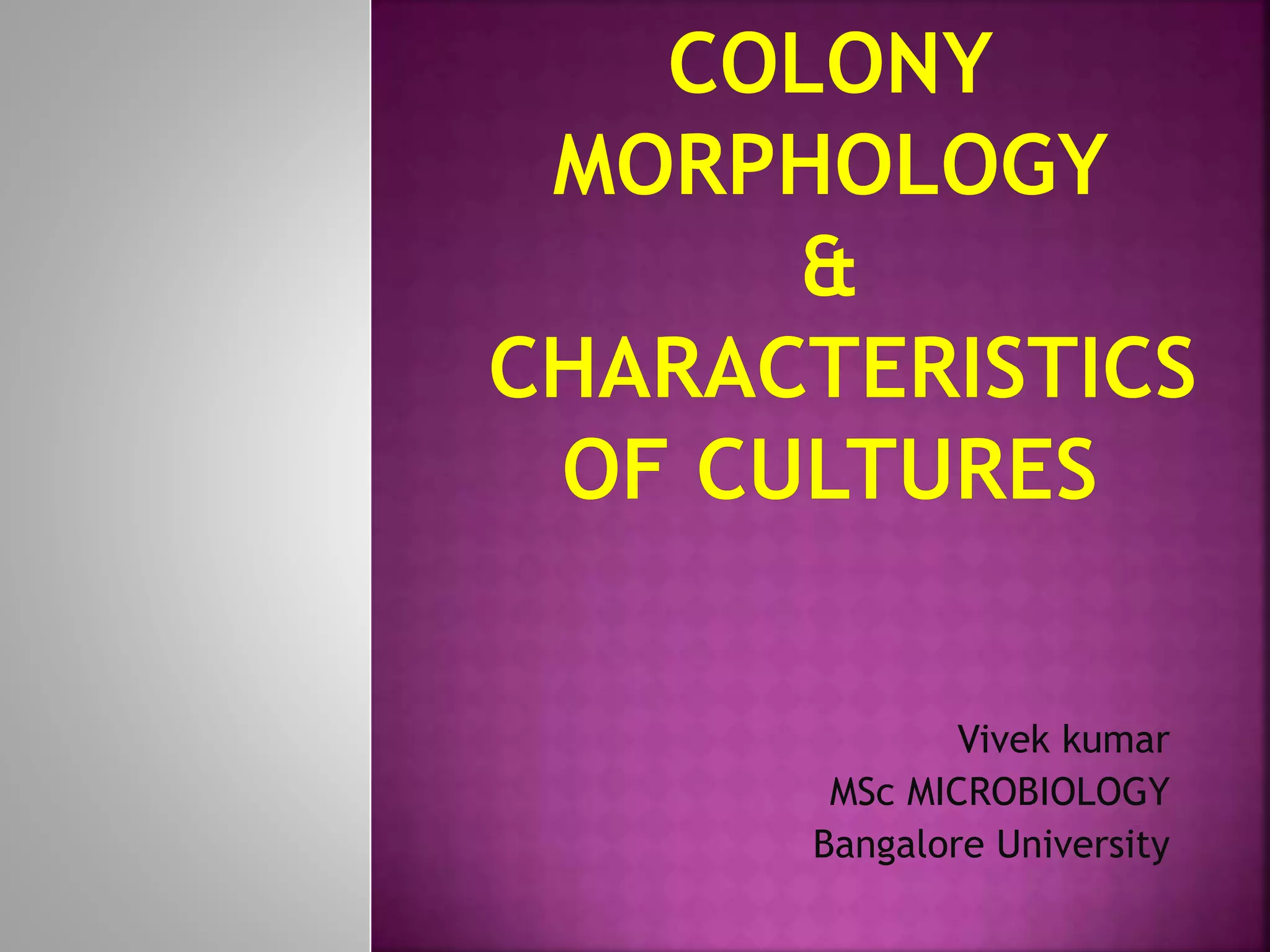 Colony Morphology & Characteristics of Cultures | PPTX