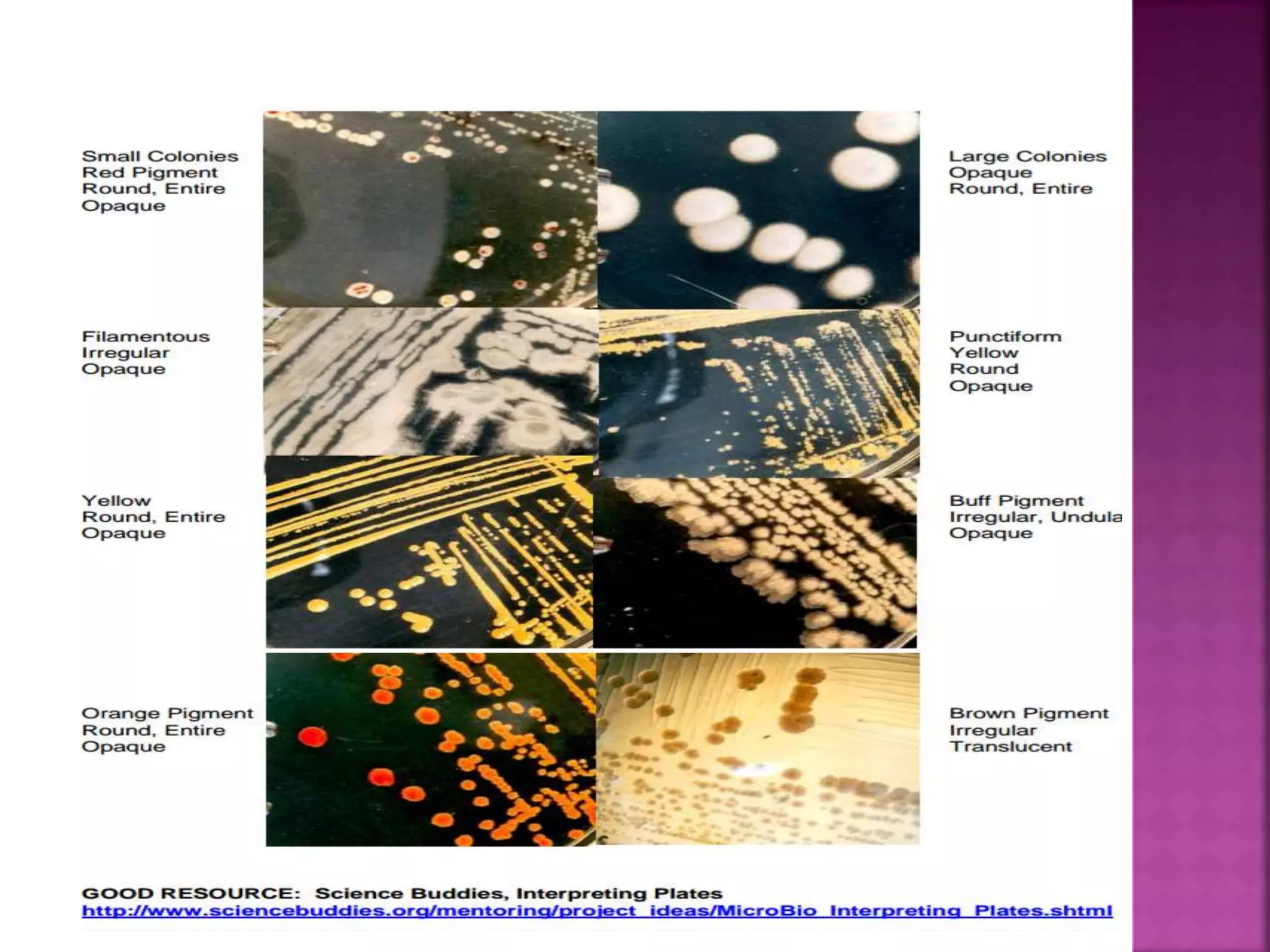 Colony Morphology & Characteristics of Cultures | PPTX