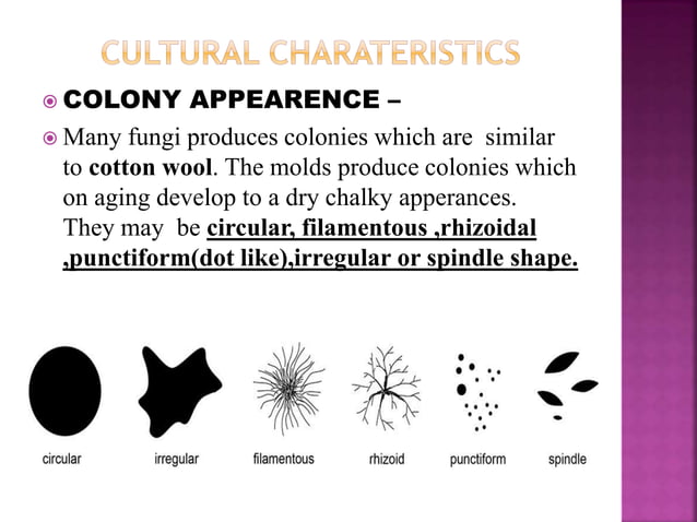 Colony Morphology & Characteristics of Cultures | PPTX