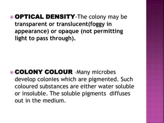 Colony Morphology & Characteristics of Cultures | PPTX