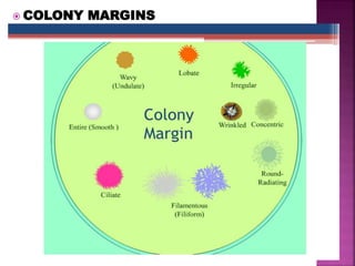 Colony Morphology & Characteristics of Cultures | PPT