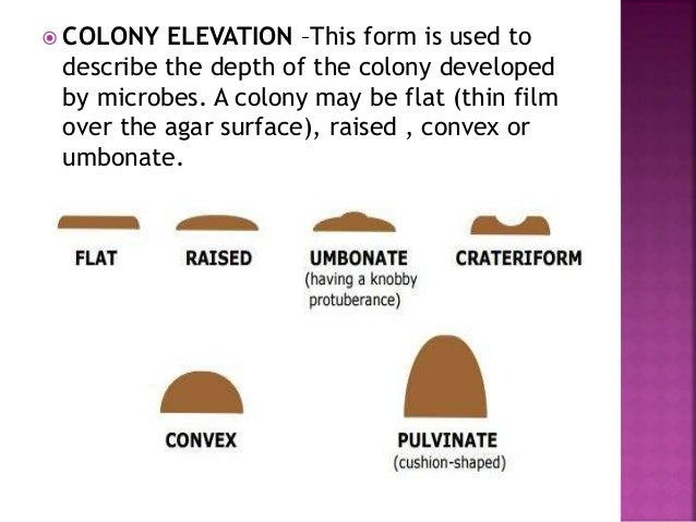 Colony Morphology & Characteristics of Cultures