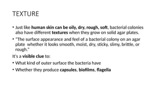COLONY MORPHOLOGY AND ARRANGEMENT OF BACTERIAL CELLS.pptx
