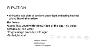 COLONY MORPHOLOGY AND ARRANGEMENT OF BACTERIAL CELLS.pptx