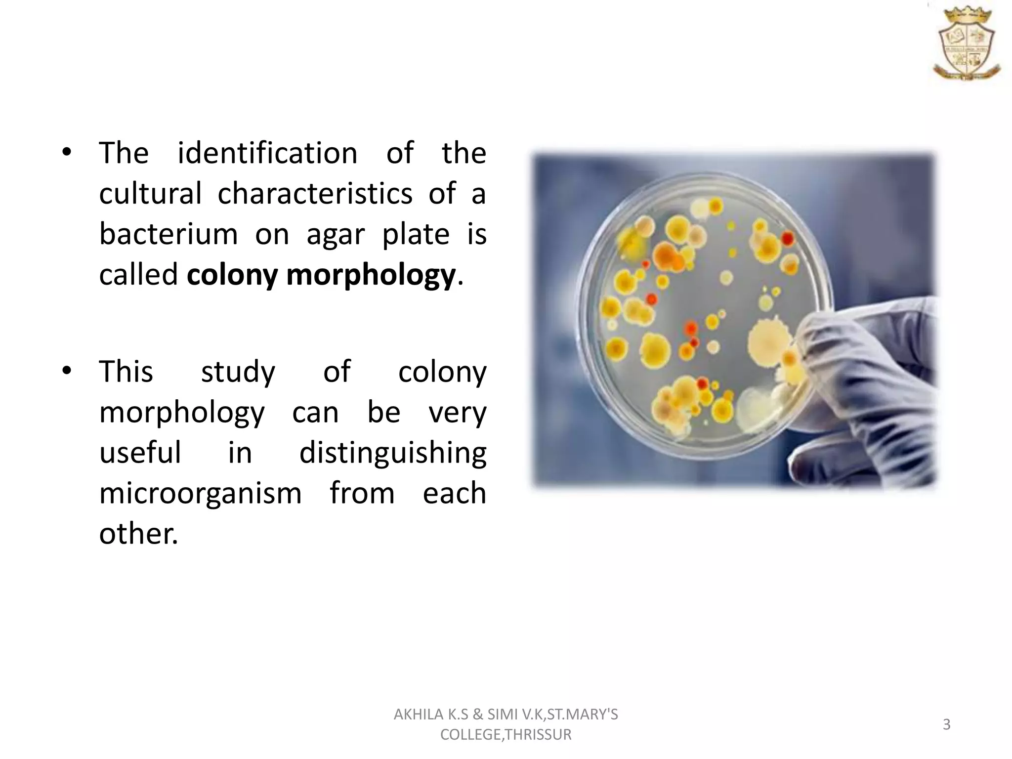 Colony Morphology and Characteristics of Culture | PPTX