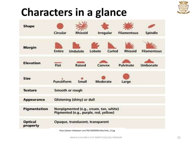 Colony Morphology and Characteristics of Culture | PPTX