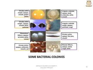 Colony Morphology and Characteristics of Culture | PPTX