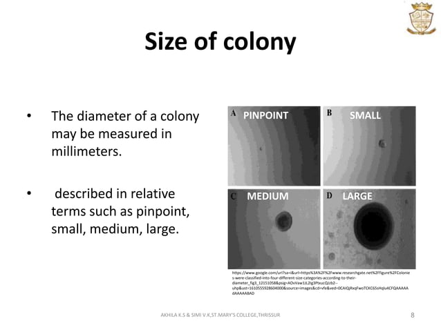Colony Morphology and Characteristics of Culture | PPTX