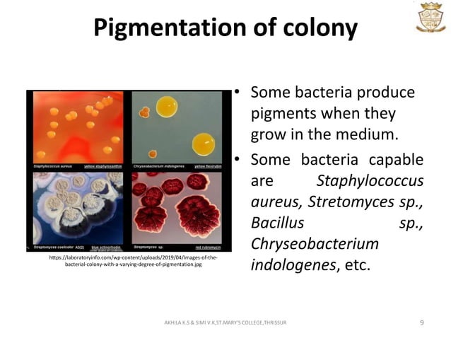 Colony Morphology and Characteristics of Culture | PPTX