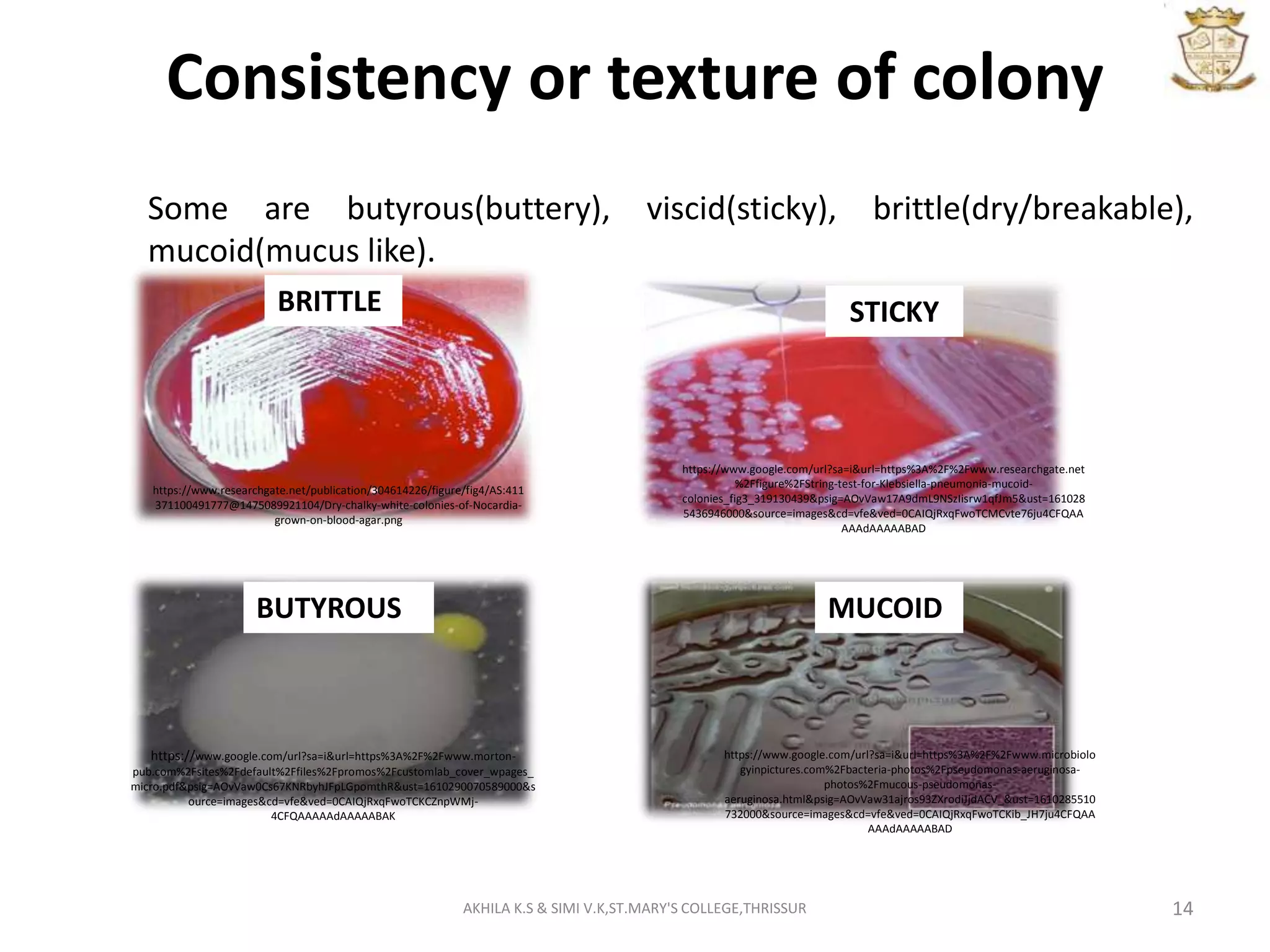 Colony morphology and characteristics of culture | PPTX