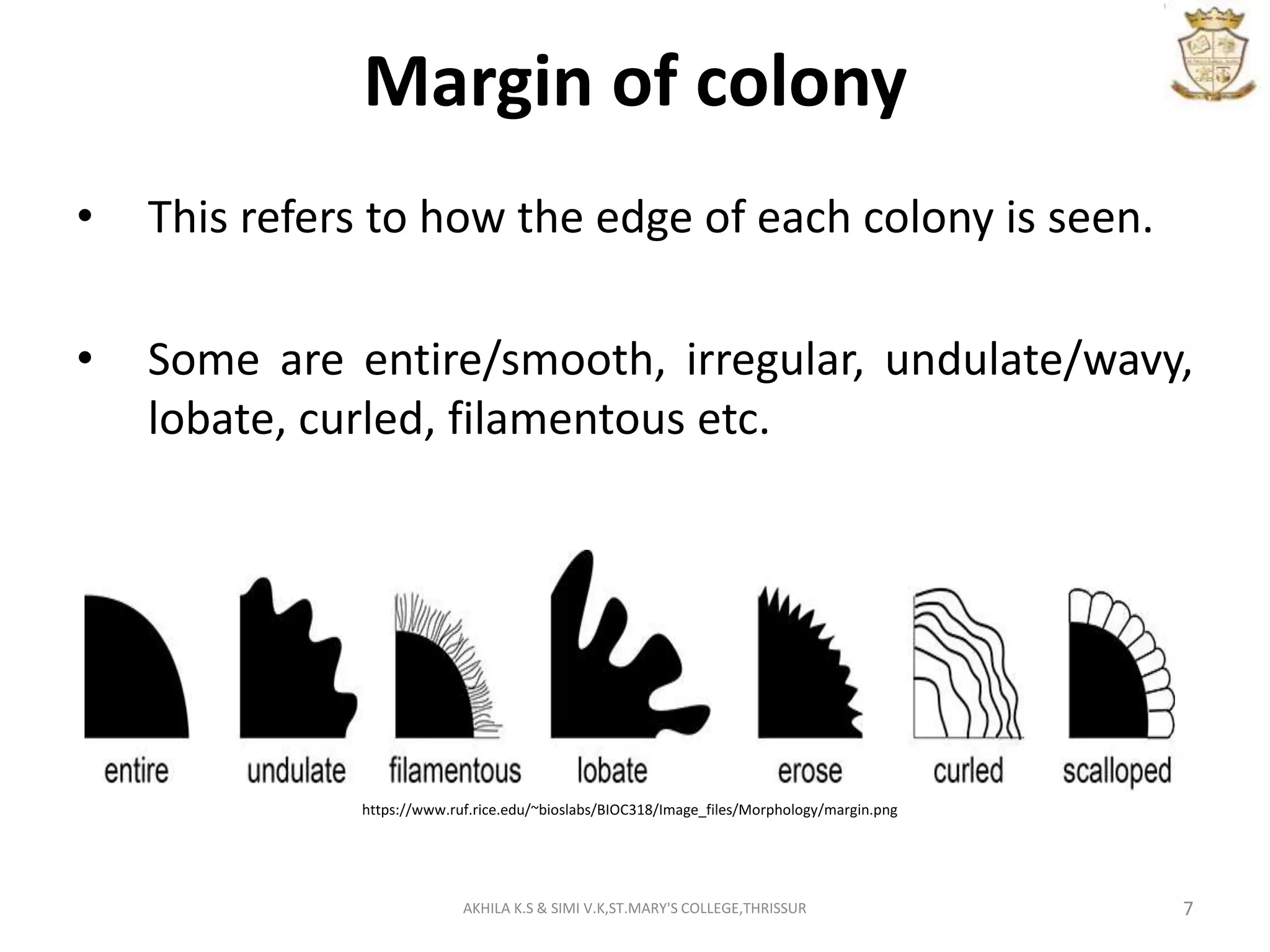 Colony morphology and characteristics of culture | PPTX