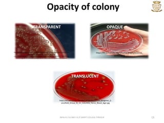 Colony morphology and characteristics of culture | PPTX