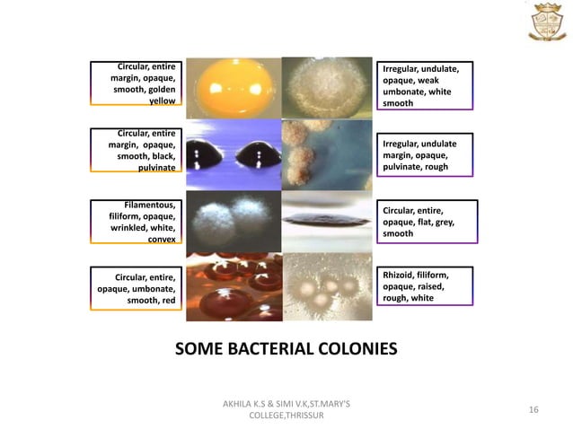 Colony morphology and characteristics of culture | PPTX | Biological ...
