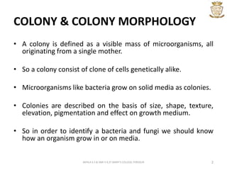 Colony morphology and characteristics of culture | PPTX