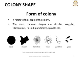 Colony morphology and characteristics of culture | PPTX