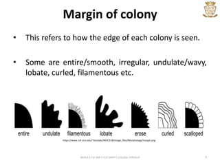 Colony morphology and characteristics of culture | PPTX