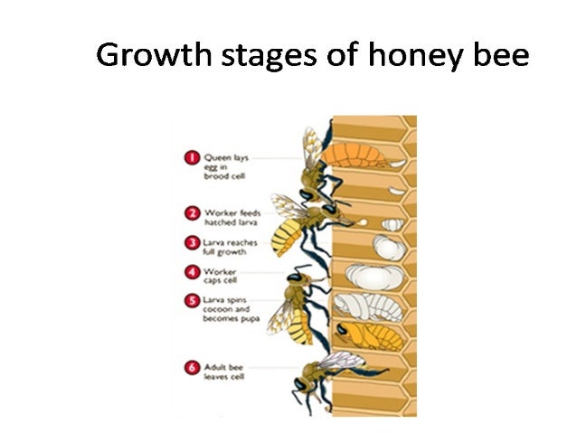 Colony organization in honey bee