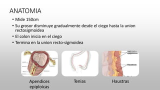 Anatomia de Colon y Recto, enfoque quirurgico cirugia | PPTX
