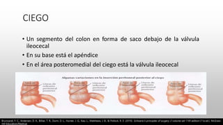 Anatomia de Colon y Recto, enfoque quirurgico cirugia | PPTX