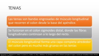 Anatomia de Colon y Recto, enfoque quirurgico cirugia | PPTX