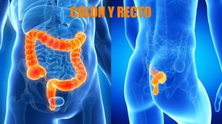 COLON Y RECTO anatomía , fisiología y patologías | PPTX