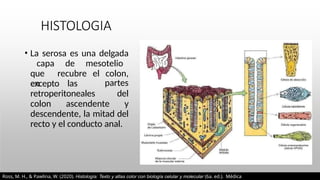 COLON Y RECTO anatomía , fisiología y patologías | PPTX