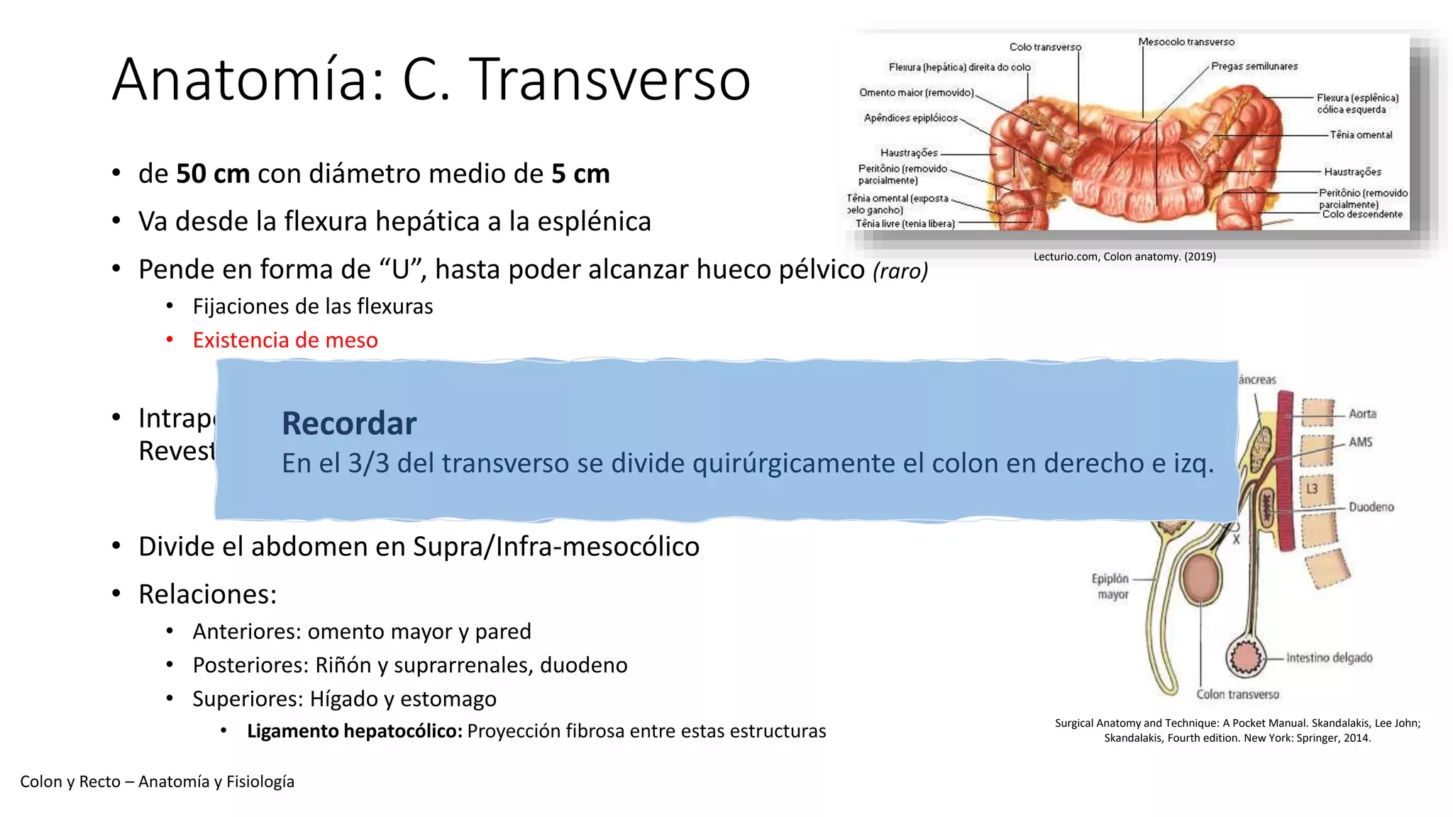 Colon y Recto anatomia y fisiologia.pptx