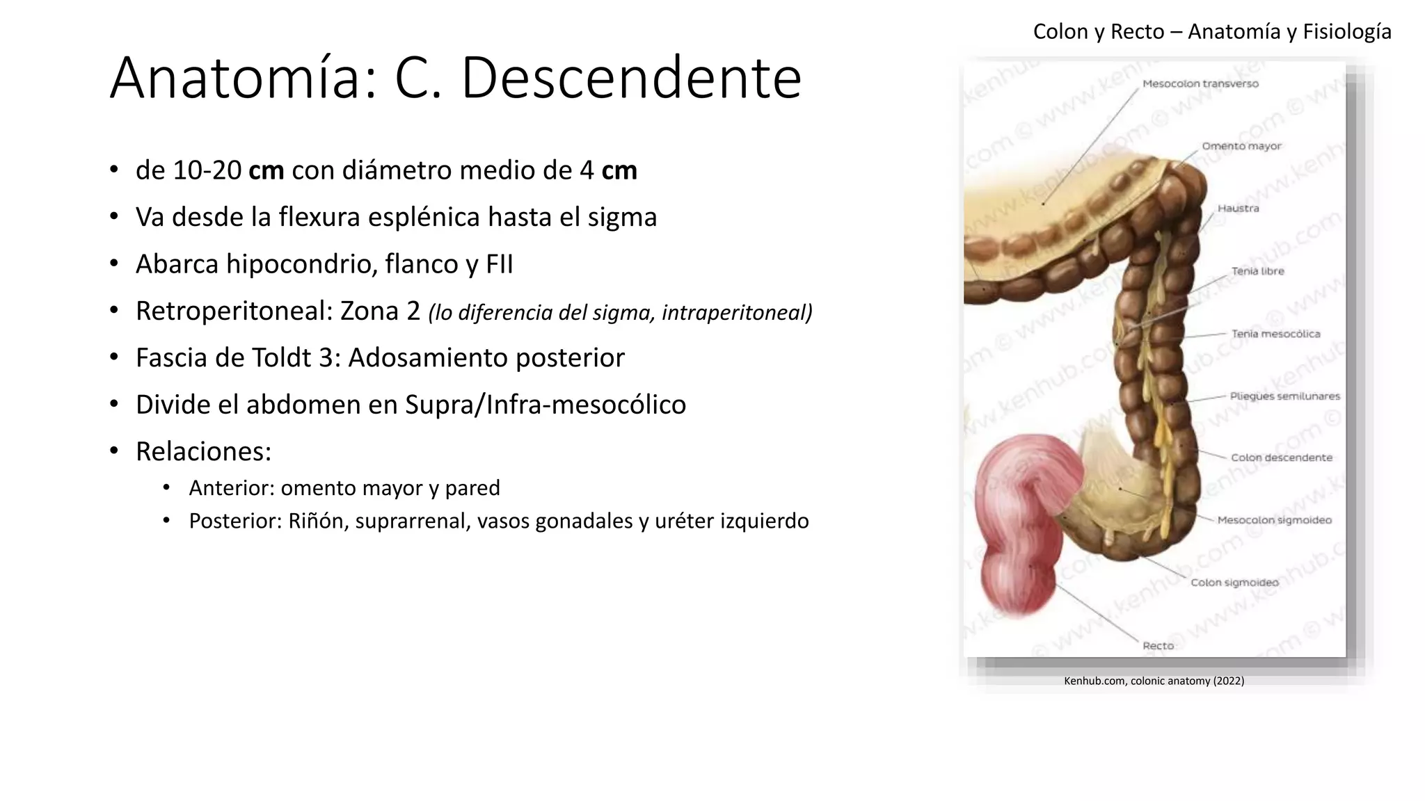 Colon y Recto anatomia y fisiologia.pptx