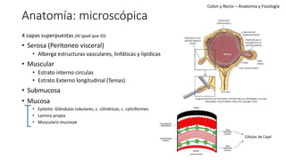Colon y Recto anatomia y fisiologia.pptx