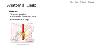 Colon y Recto anatomia y fisiologia.pptx