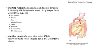 Colon y Recto anatomia y fisiologia.pptx