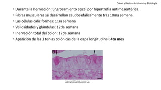 Colon y Recto anatomia y fisiologia.pptx