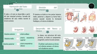 colon y recto exposicion de cirugia .pptx