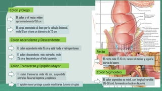 colon y recto exposicion de cirugia .pptx