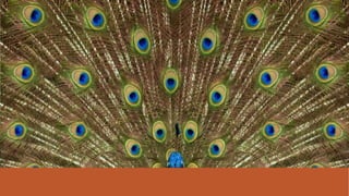 Color-Pattern-Texture photography | PPT