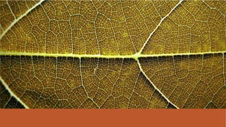 Color-Pattern-Texture photography | PPT