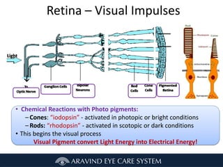 Color-Vision-theory.pdf