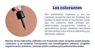 Coloraciones. Hematoxilina & Eosina y PapMart. | PDF