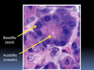 Coloraciom hematoxilina eosina y medios de montaje | PPTX