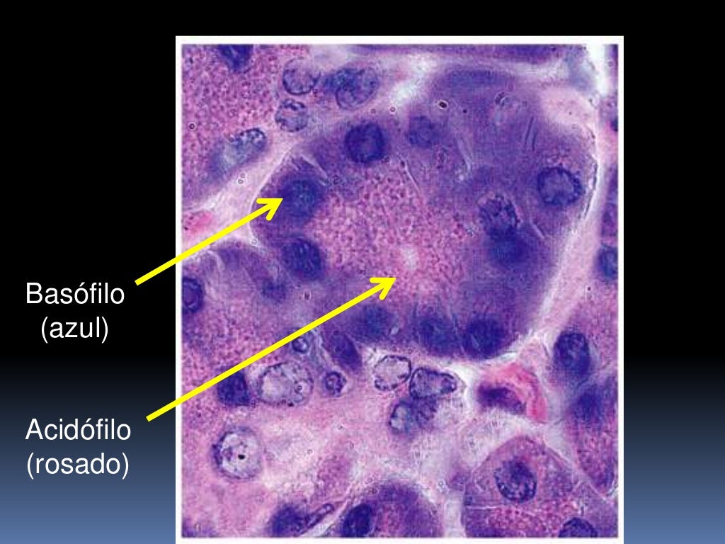 Coloraciom hematoxilina eosina y medios de montaje