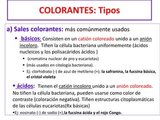 coloraciones1.ppt