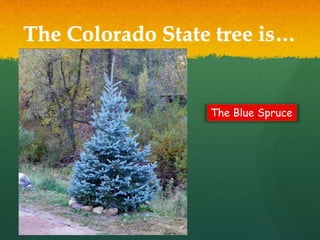 Colorado Basics | PPT
