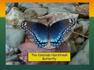 Colorado Basics | PPT