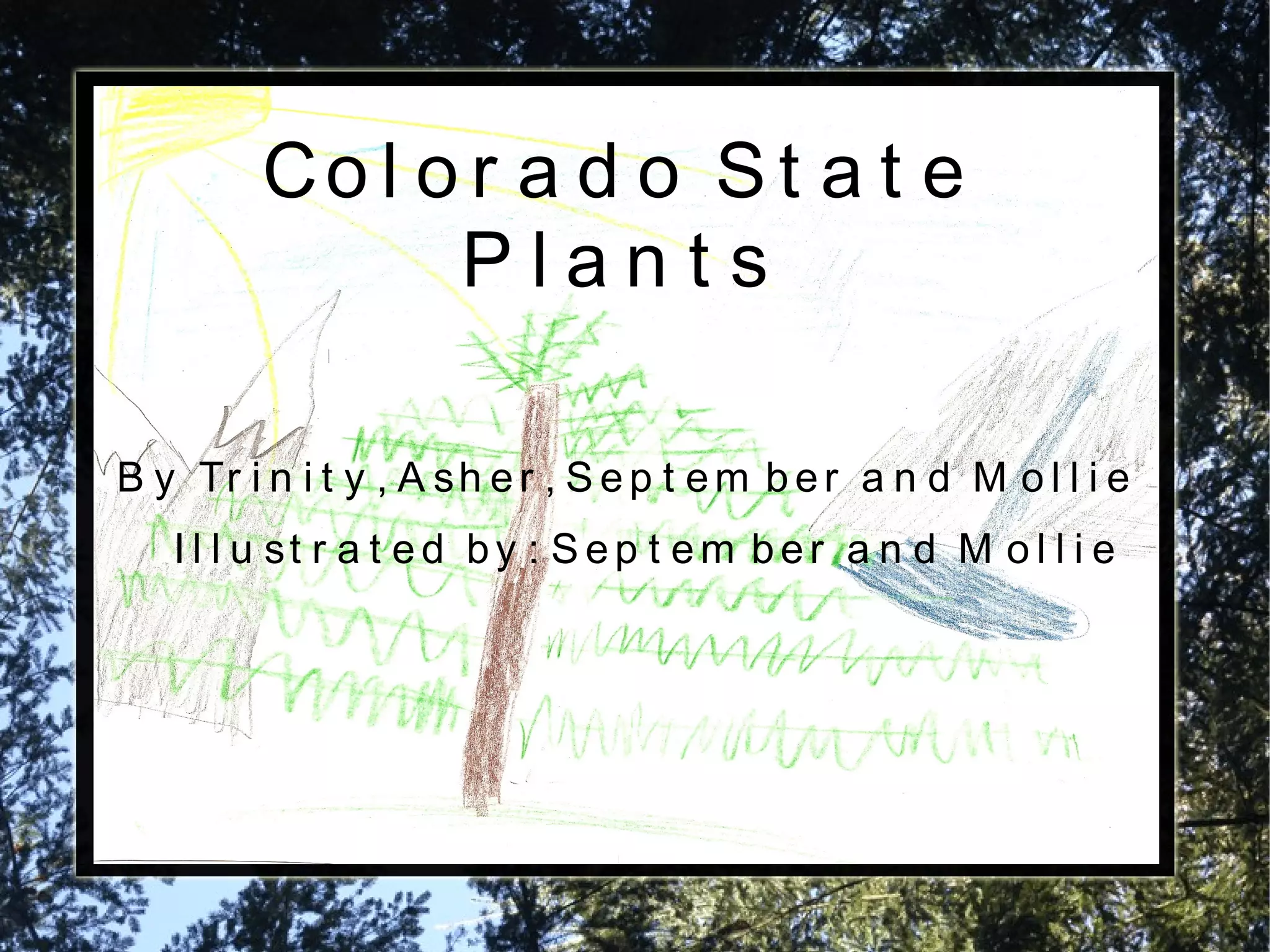 Colorado state plant presentation | PPT