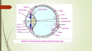 Color and human vision | PPTX